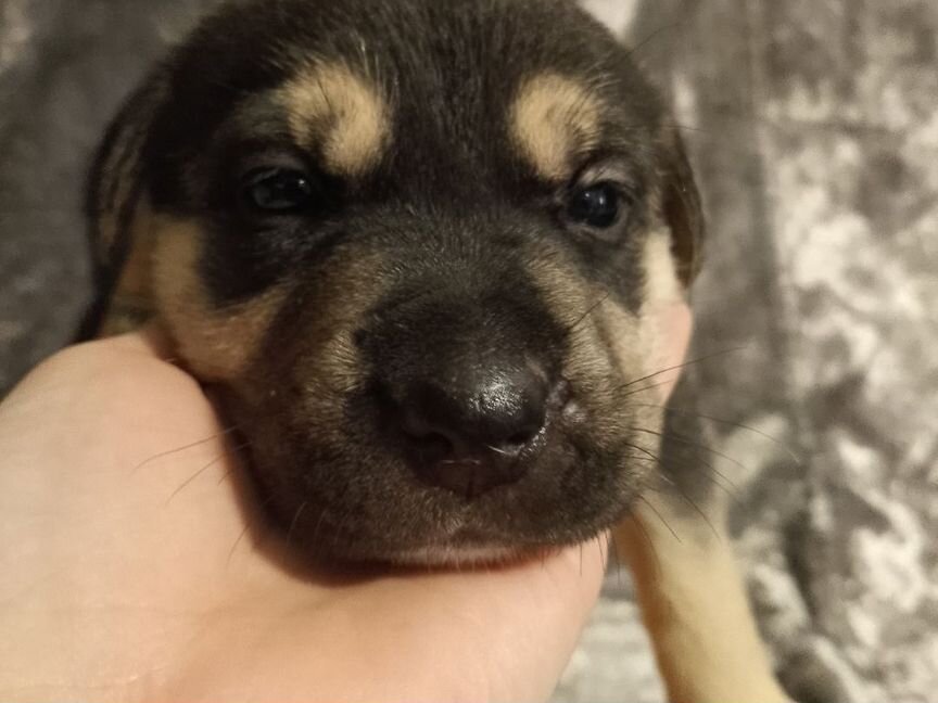 Девчушка, 1,5 месяца