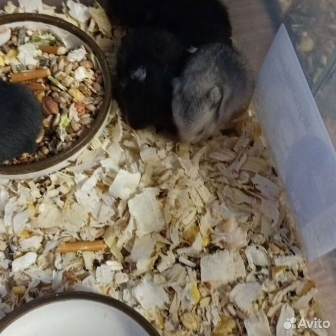 Сирийские хомяки малыши