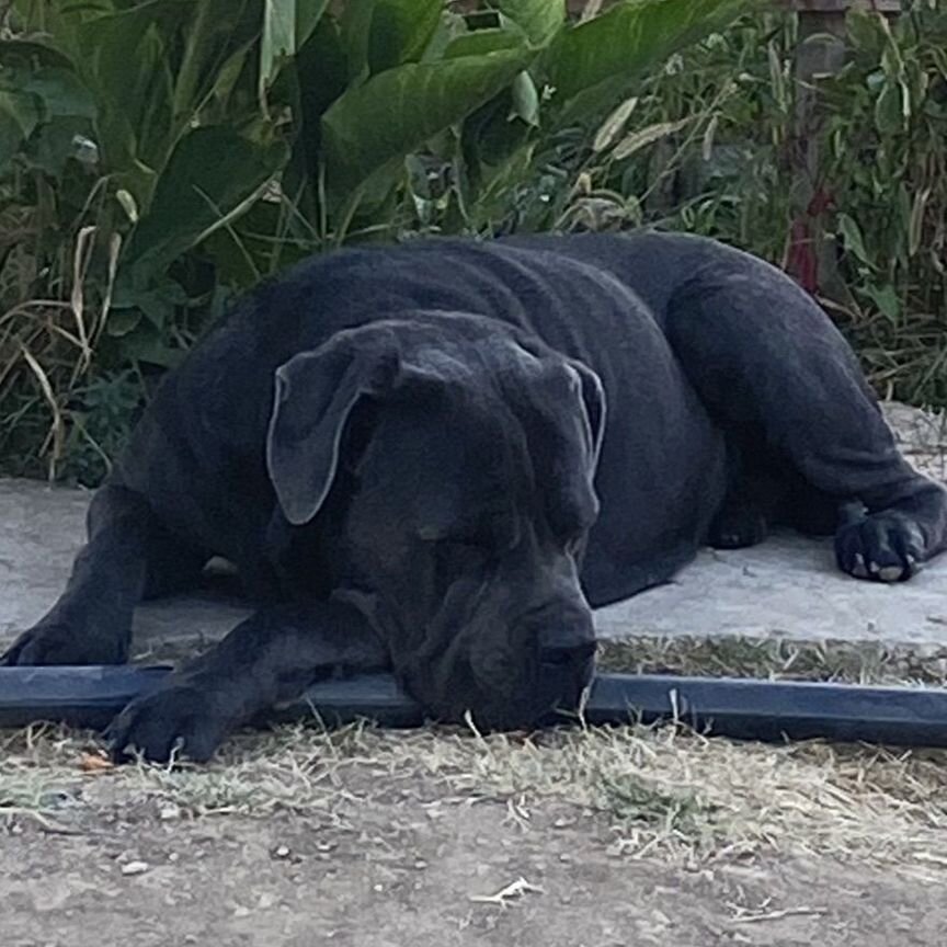 Кабель для случки