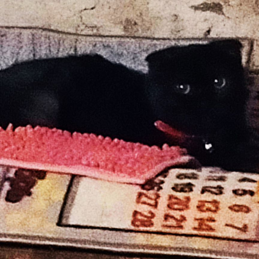 Шотландская вислоухая короткошёрстная кошка, взрослая