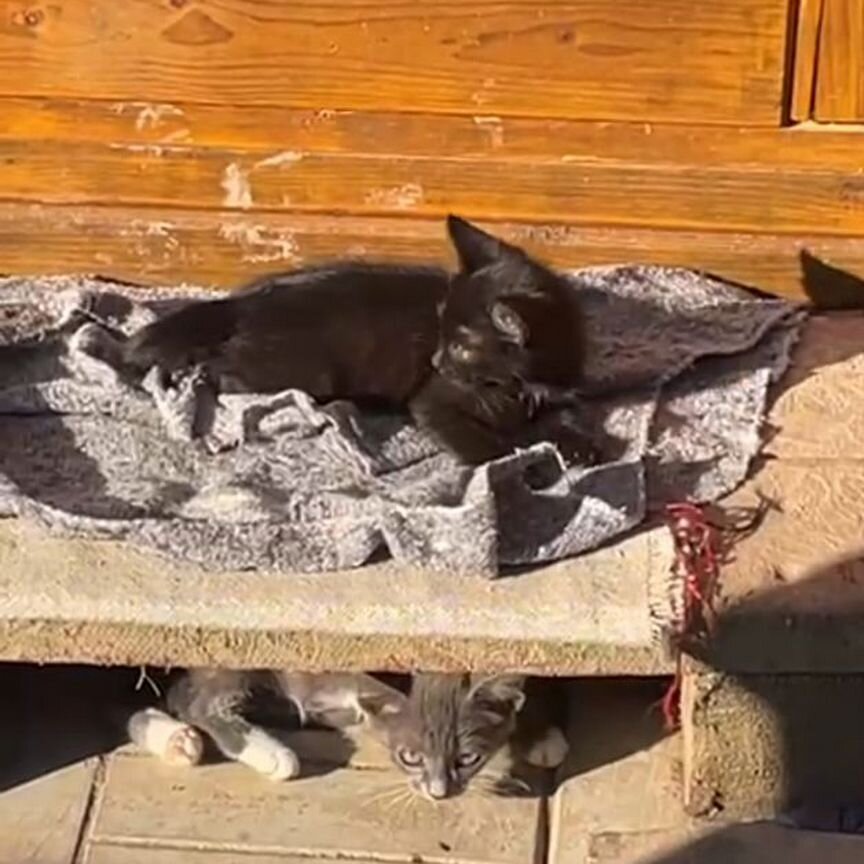 Котята в добрые руки