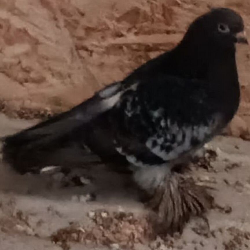 Продажа голубей Узбекистана