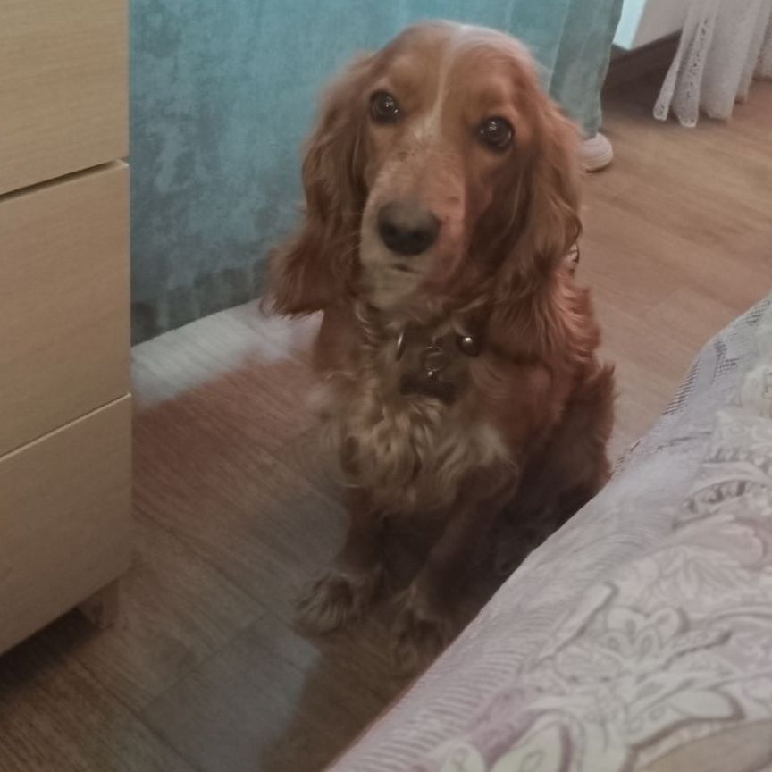 Русский охотничий спаниель, взрослая собака