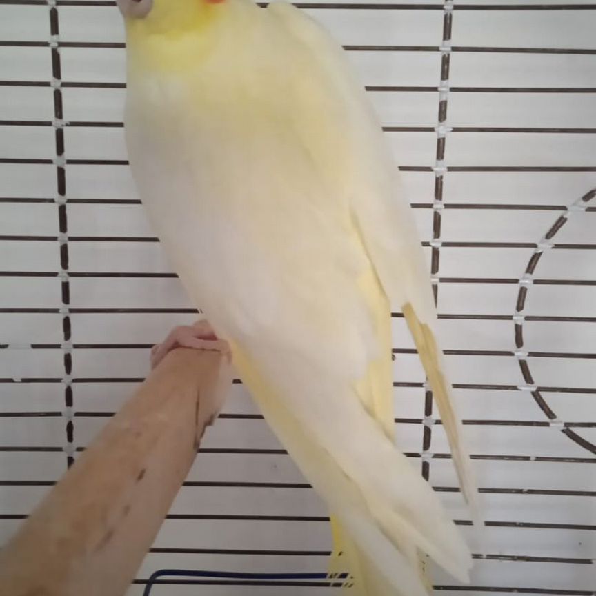 Попугай корелла девочка