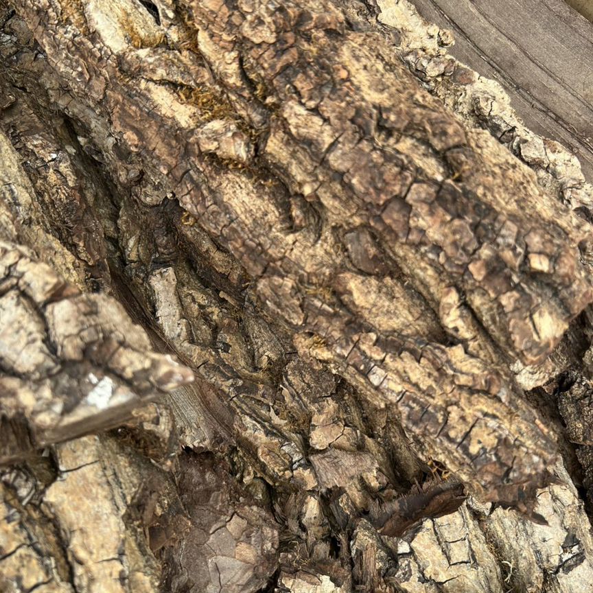 Кора грецкого ореха