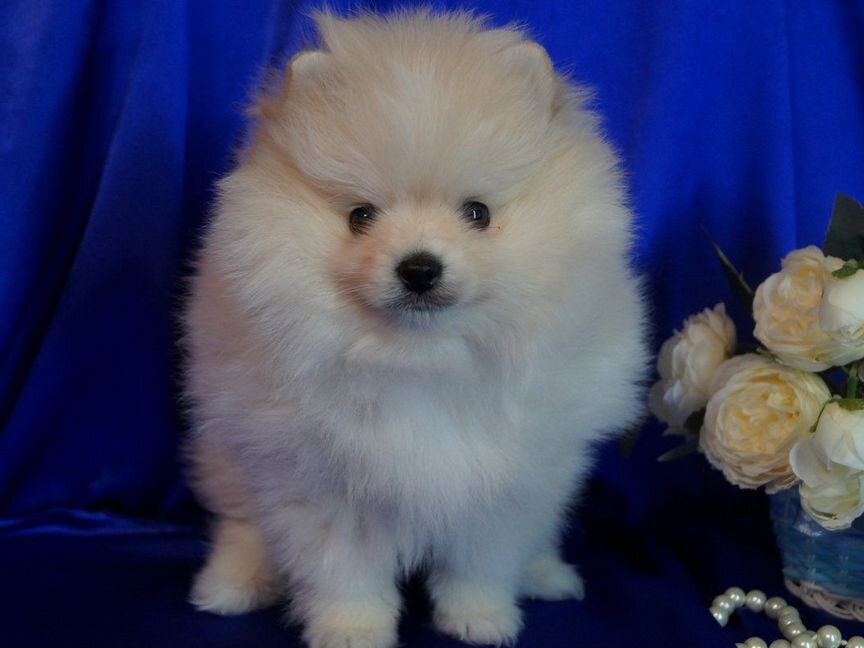 Померанский шпиц большой выбор щенков