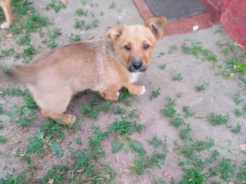 Собаки бесплатно в добрые руки щенки