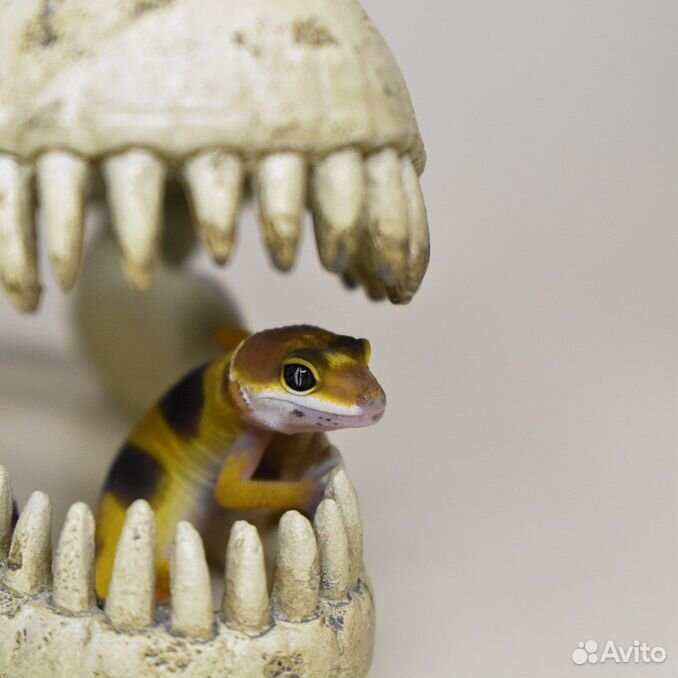 Геккон эублефар морфы Blood