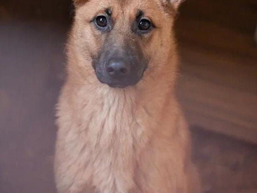 Собака Альма в хорошую семью бесплатно