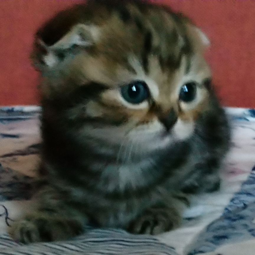 Шотландские вислоухие котята