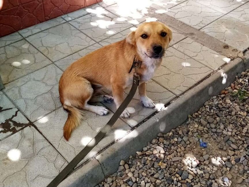 Ждёт своего хозяина 2 года