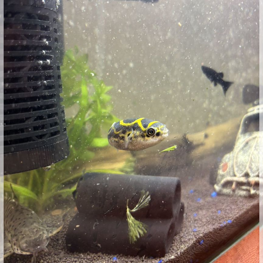 Тетрадон восьмерка