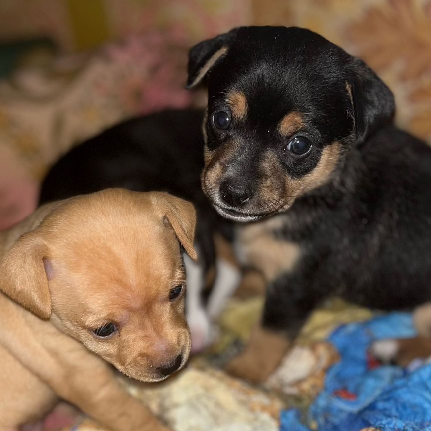 Русский той-терьер, щенок