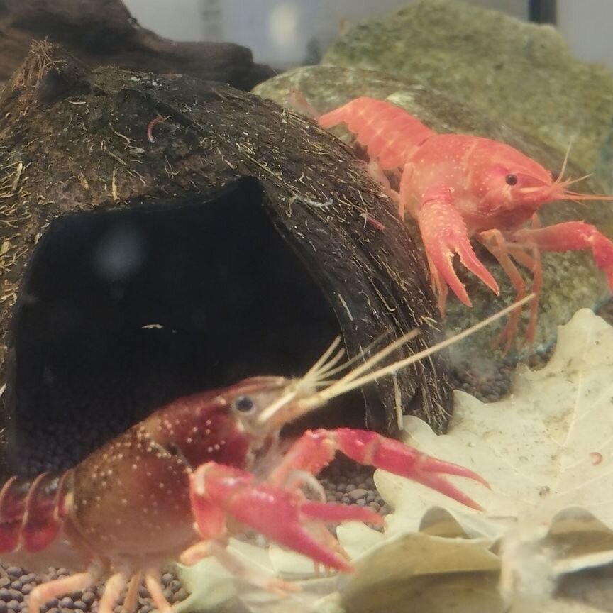 Калифорнийский рак