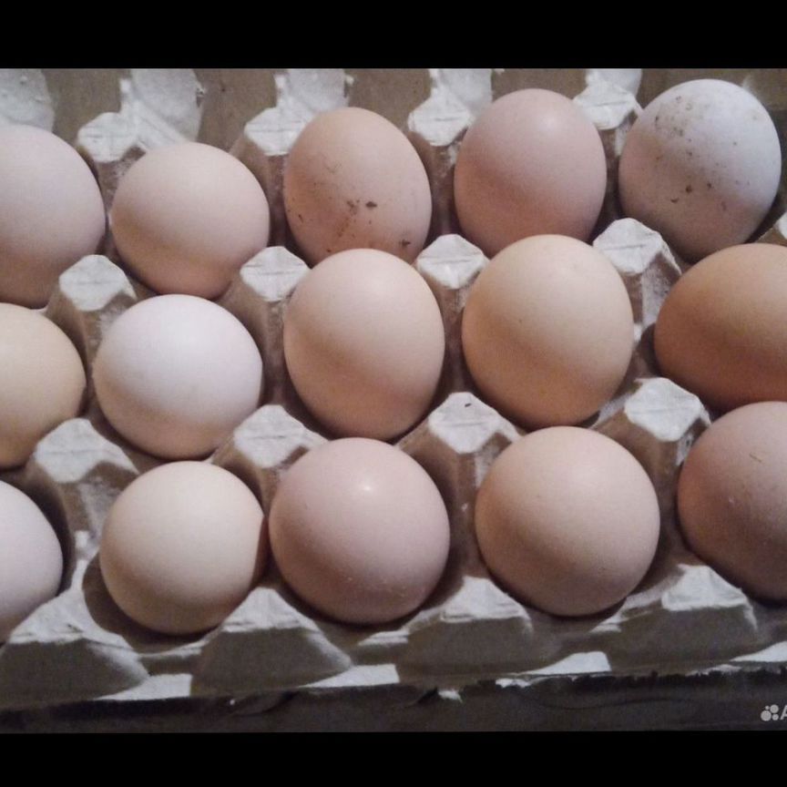 Яйца на инкубацию Кучинской юбилейной