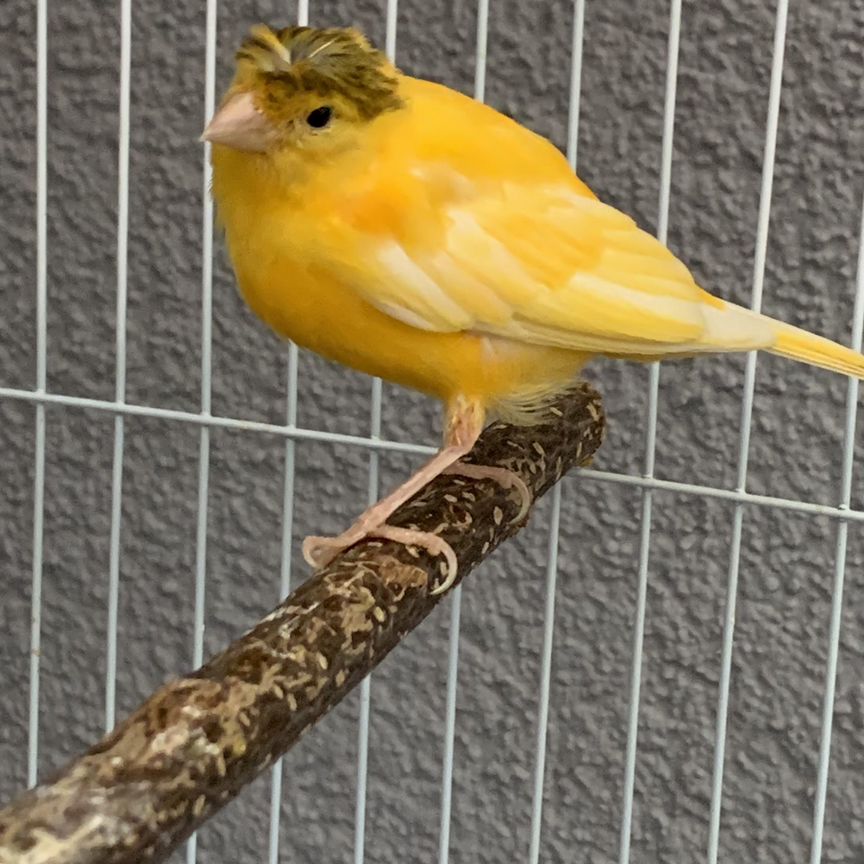 Кенор поющий