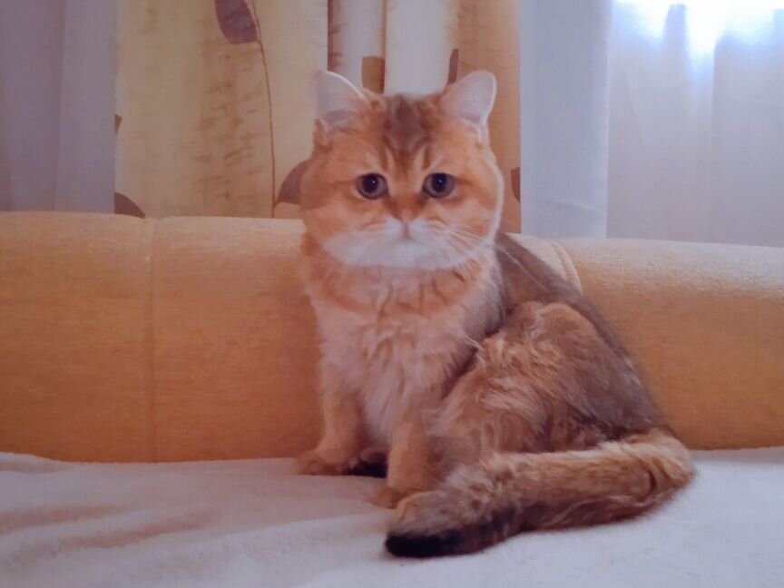 Вязка с британским котом золотая шиншилла