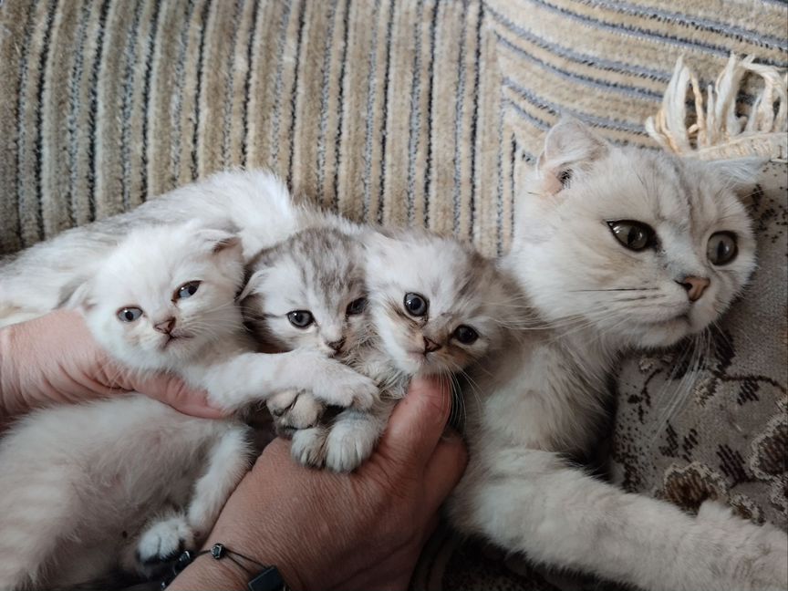 Котята