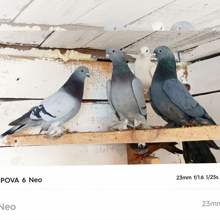 Продажа голубей