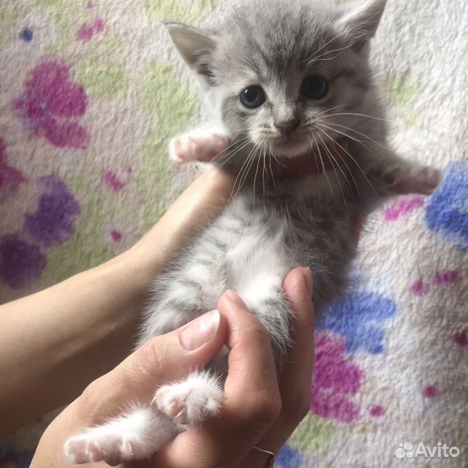 Котята(помесь с британцем)