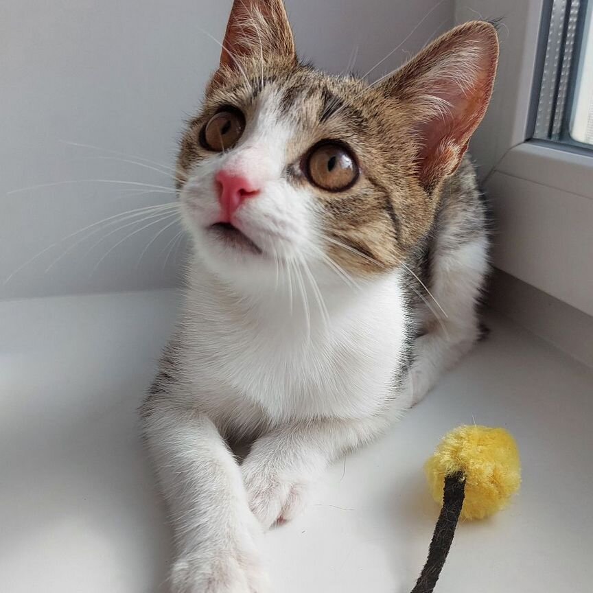 Игривая малышка Флэшка в дар