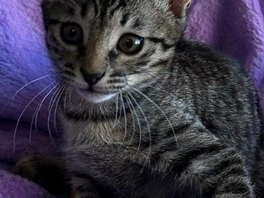 Котятки- серые сестрички