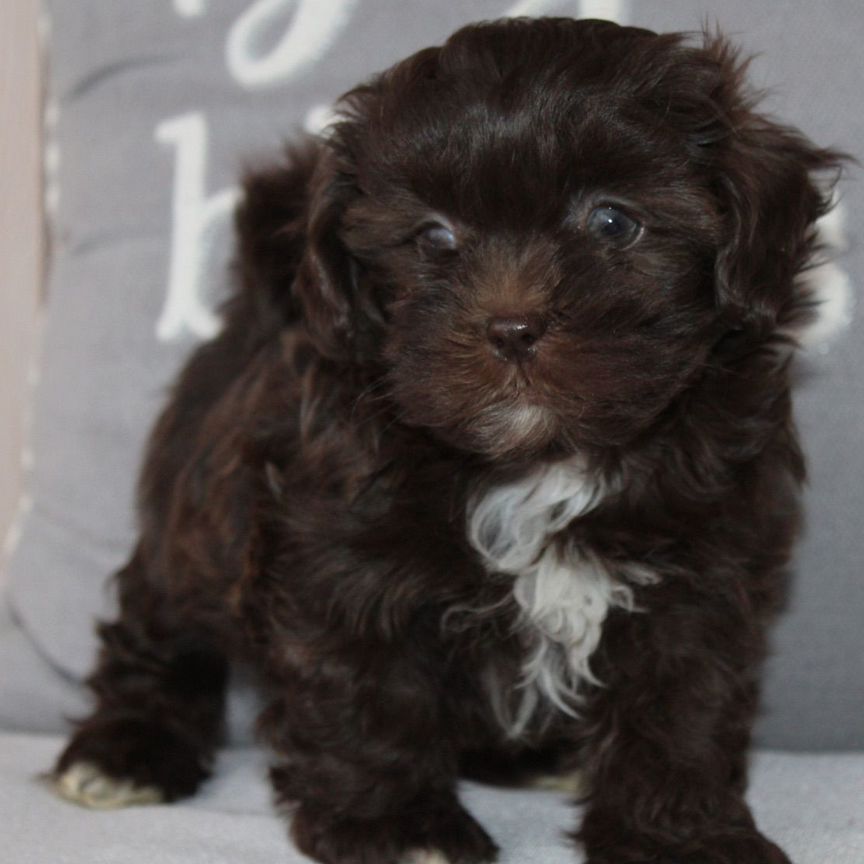 Мальтипу, щенок