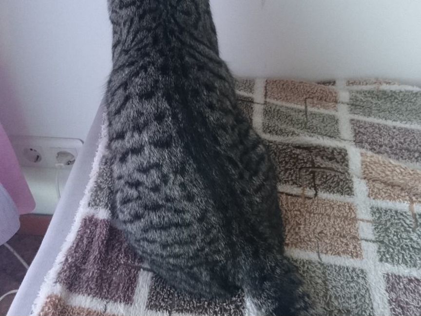 Дикий /домашняя котенок