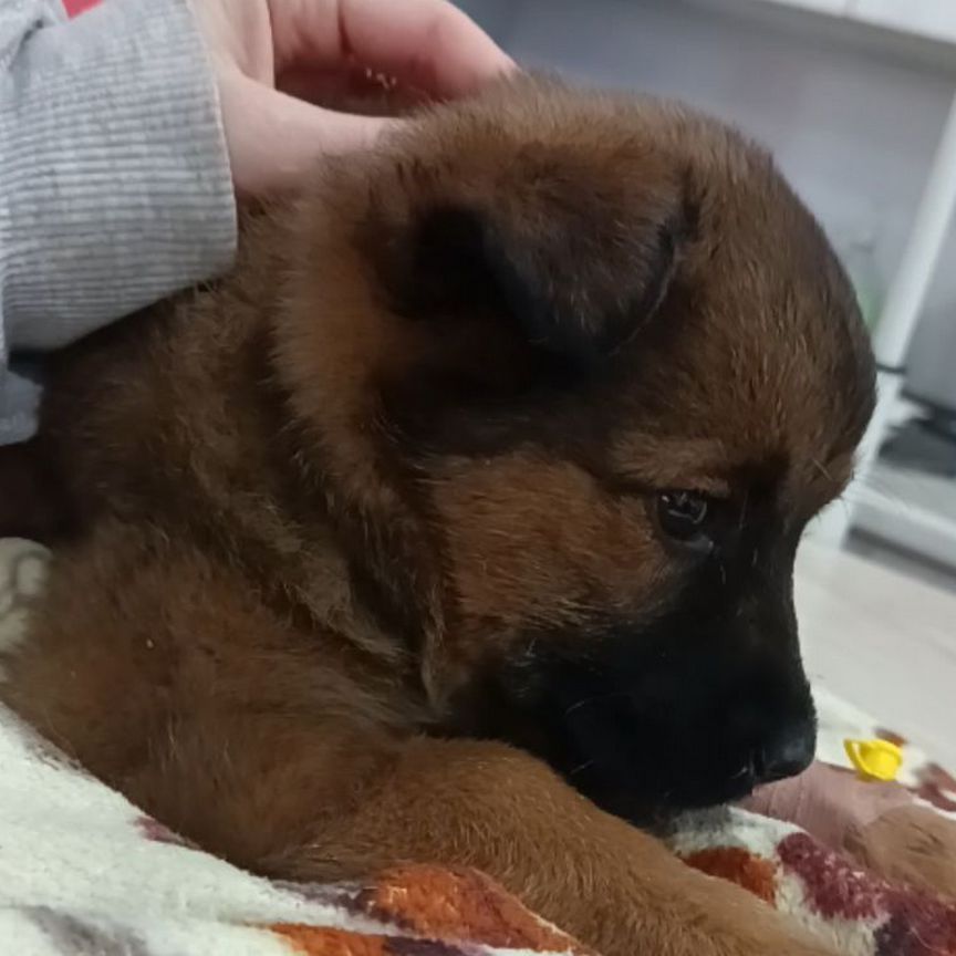 Щенок в добрые руки