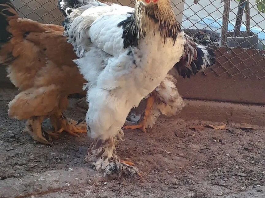 Петух Брамма 7,5 мес