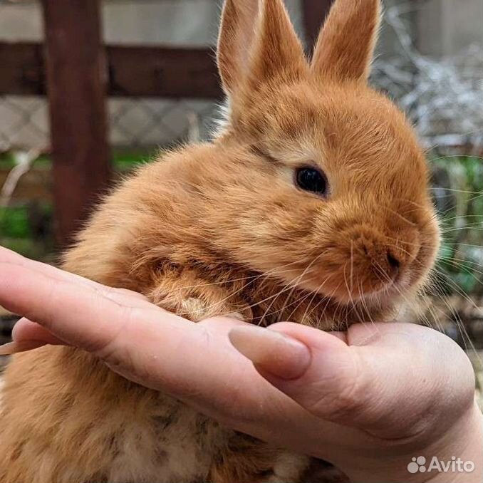 Новозеландские красные