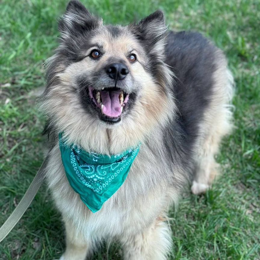 Бароша много лет в приюте, станет ли он домашним