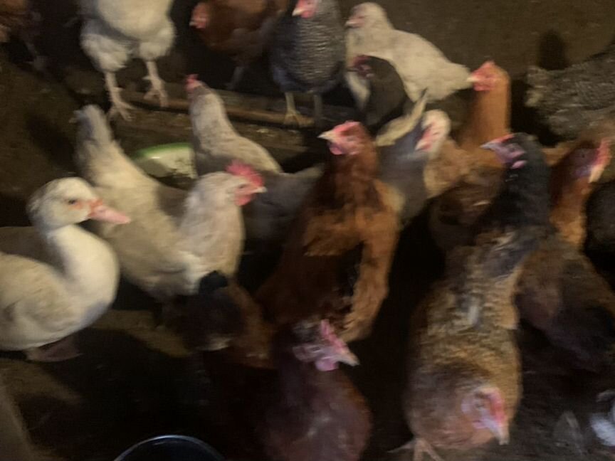 Индоутки самки