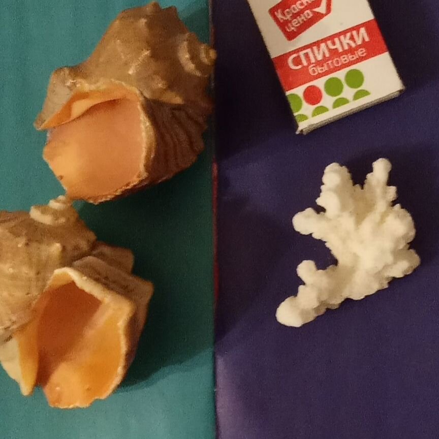 Ракушки, коралл для аквариума