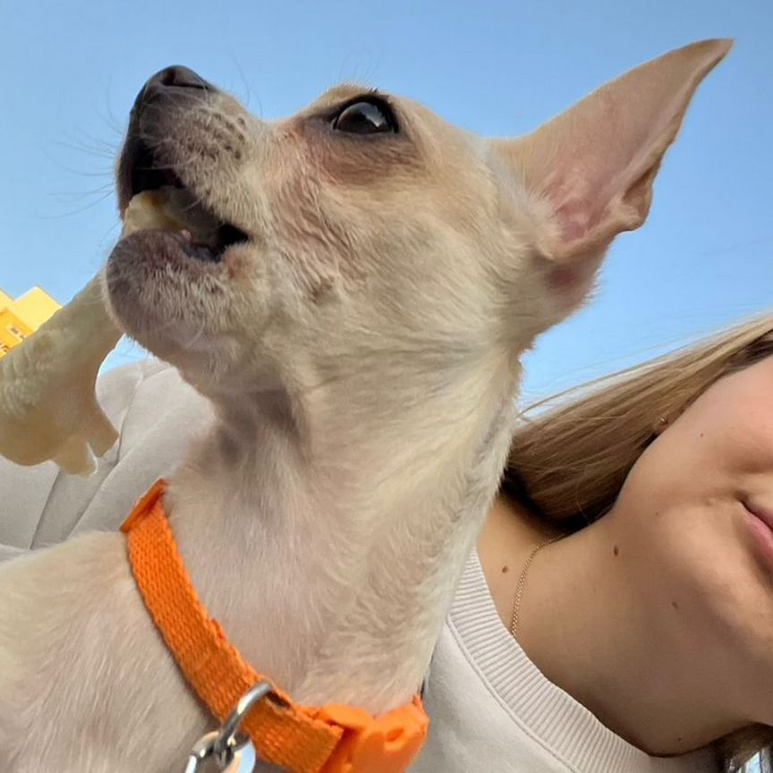 Вязка собак чихуахуа