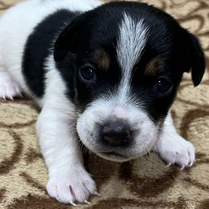 Джек-рассел-терьер, щенок