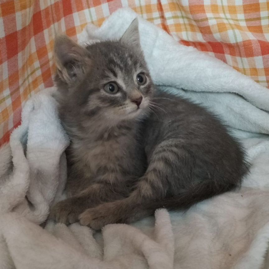 Котенок в добрые руки