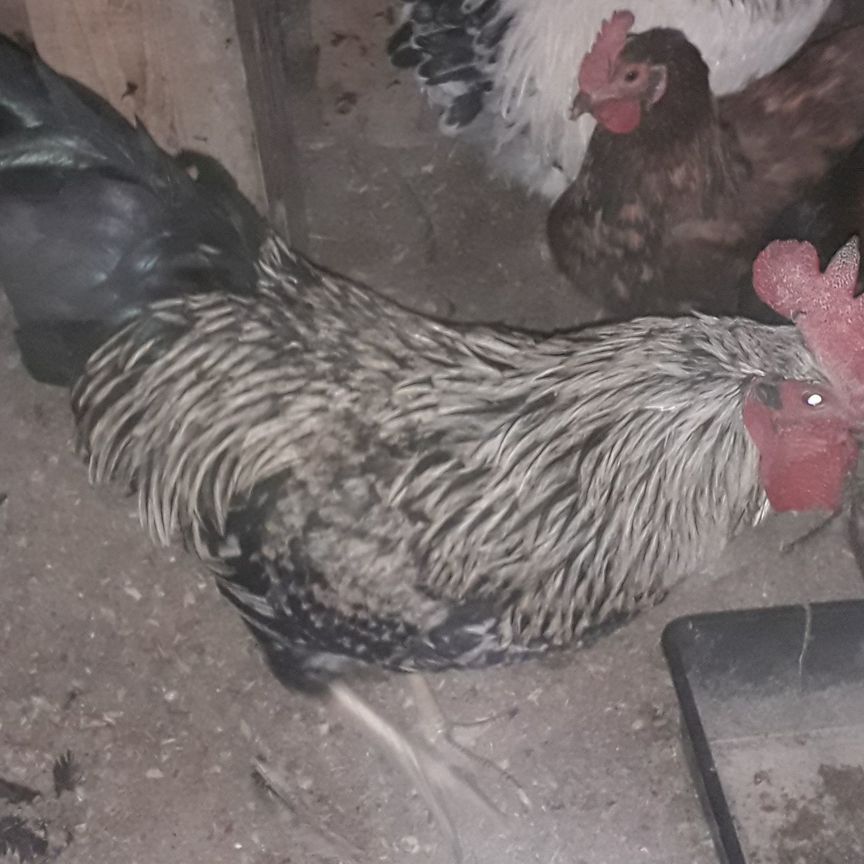 Куры и петухи домашние