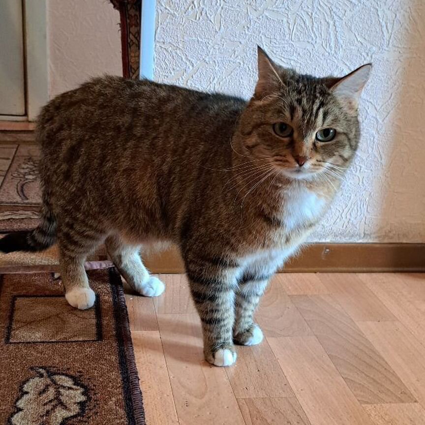 Кот Тишка