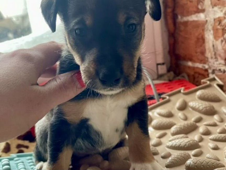 Собака в добрые руки отдам бесплатно