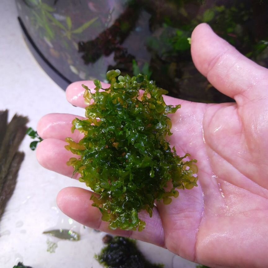 Аквариумные растения