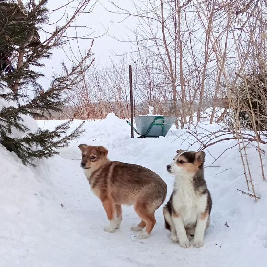 Тяпа и Уша в Добрые руки