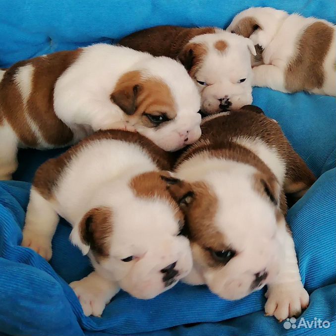 Рыжие бульдожки