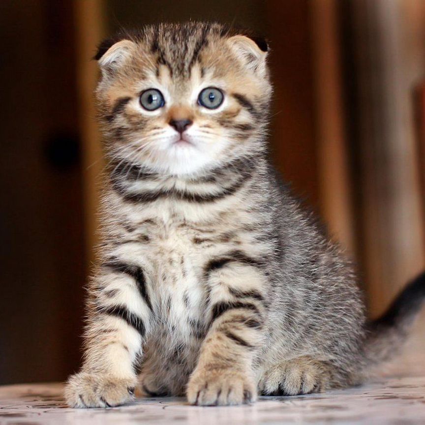 Забавные шотландские котята