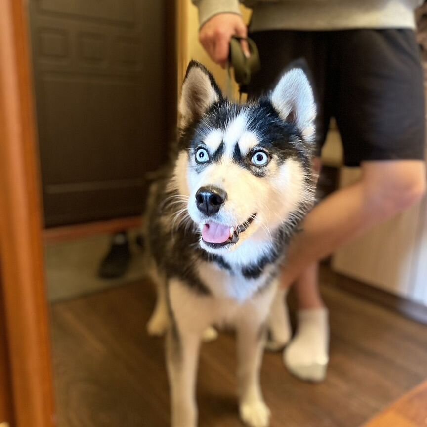 Сибирский хаски красавчик