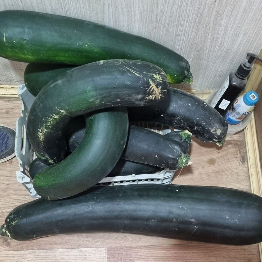 Кабачки на корм животным