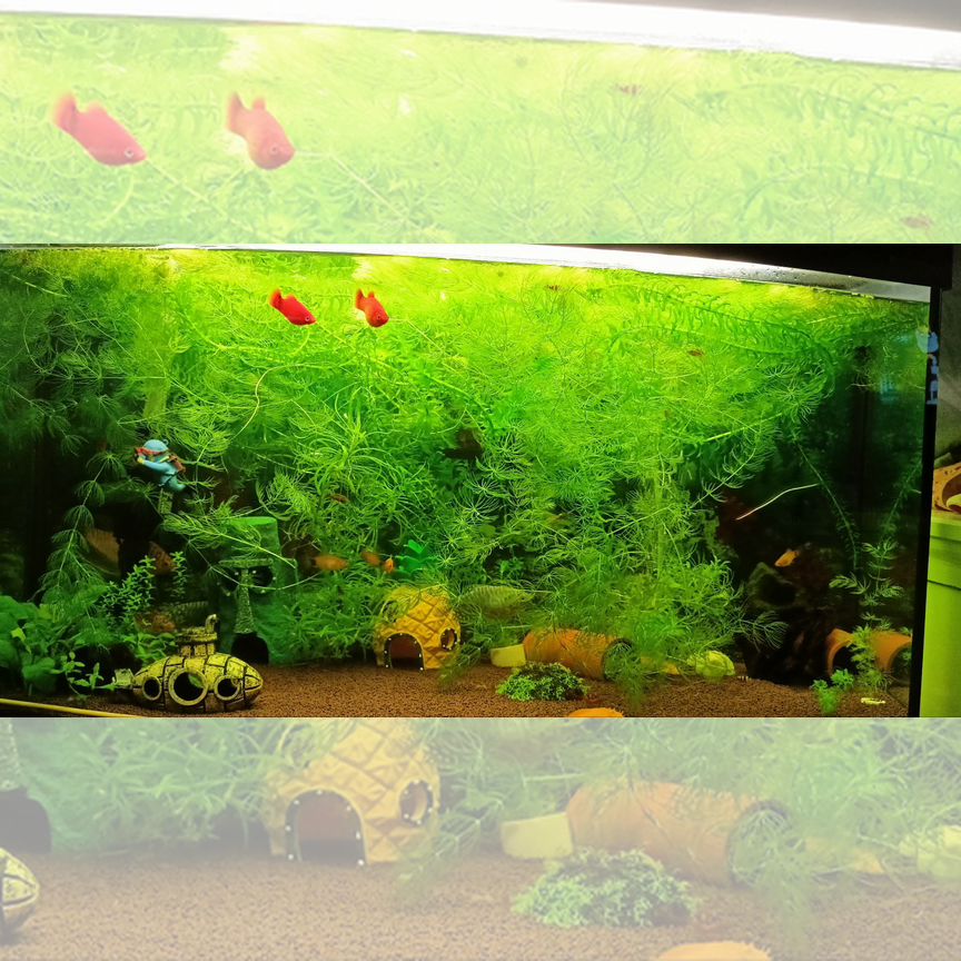 Роголистник, элодея, ряска - много