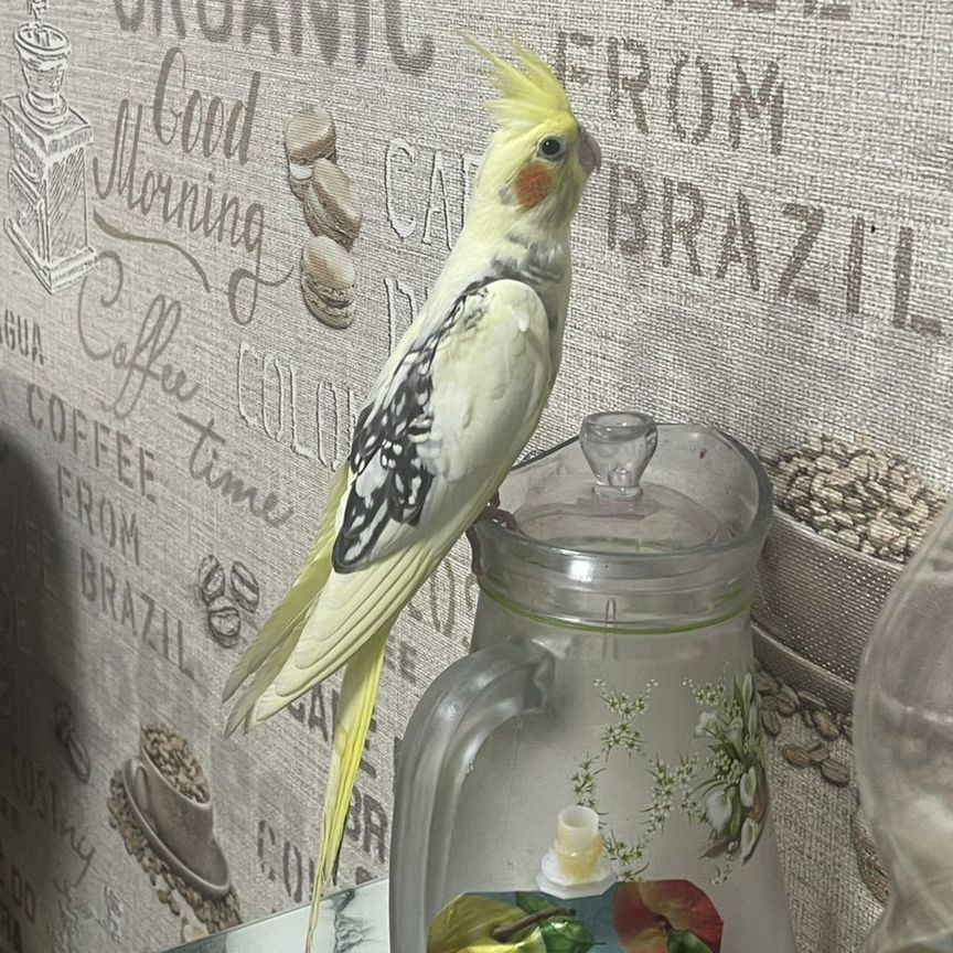 Попугай корелла с клеткой