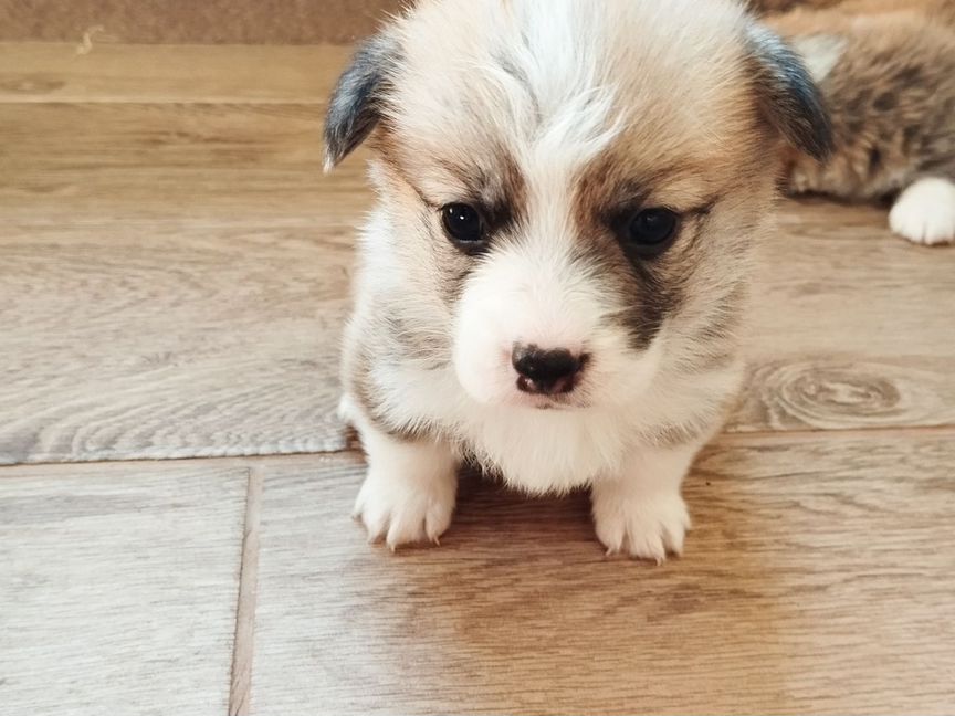 Милые коржата