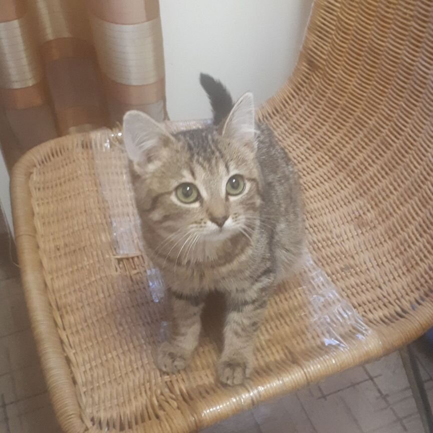 Отдадим котика в добрые руки прекрасный подарок